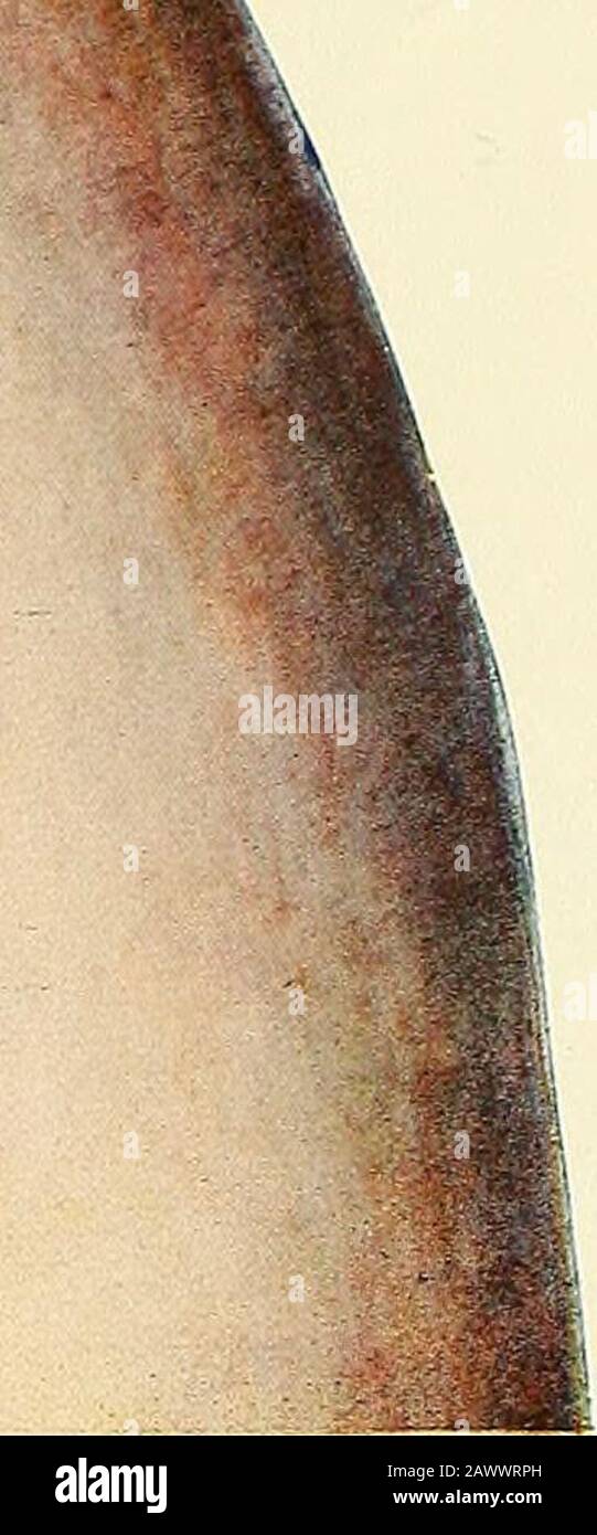 Nasal turbinate bone hi-res stock photography and images - Alamy