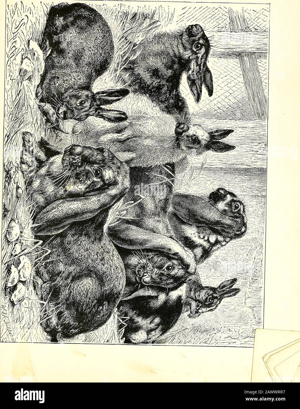 Most common rabbit of north america hi-res stock photography and images ...