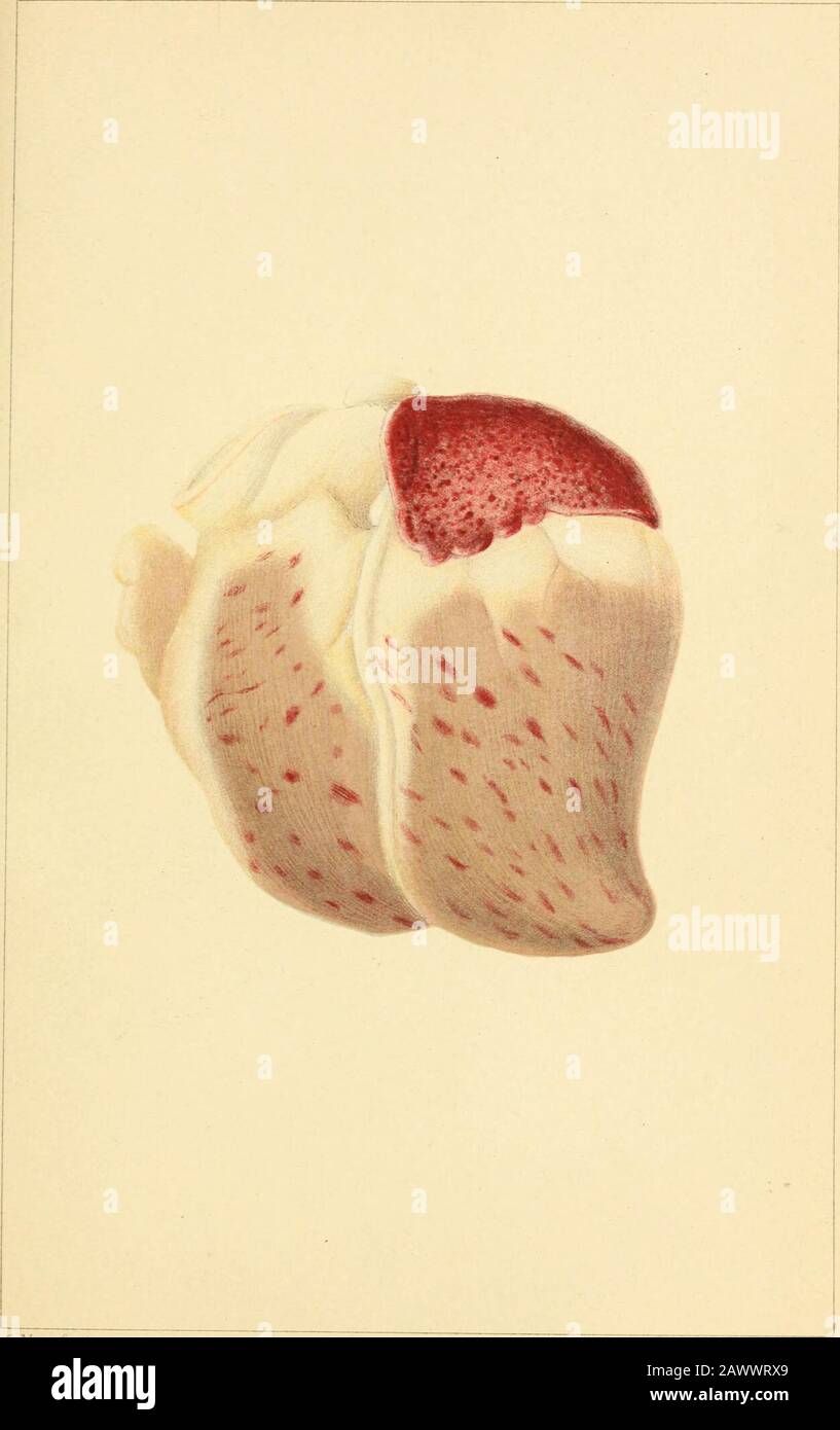 Hog cholera: its history, nature and treatment, as determined by the ...