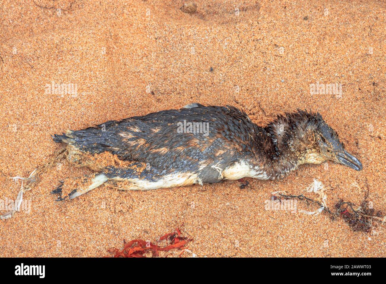 Close up of a dead Penguin on the beach, Western Australia Stock Photo ...