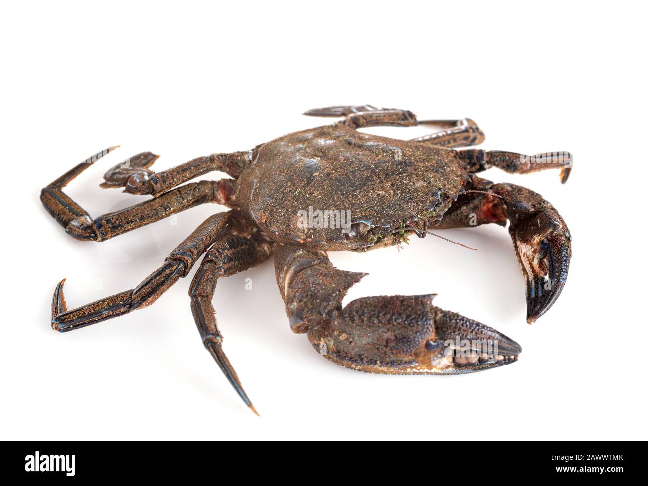 Velvet crab in front of white background Stock Photo - Alamy
