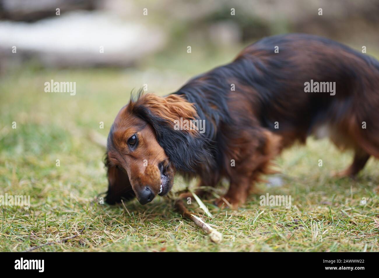 Cute small brown dog Cocker Spaniel Stock Photo - Alamy