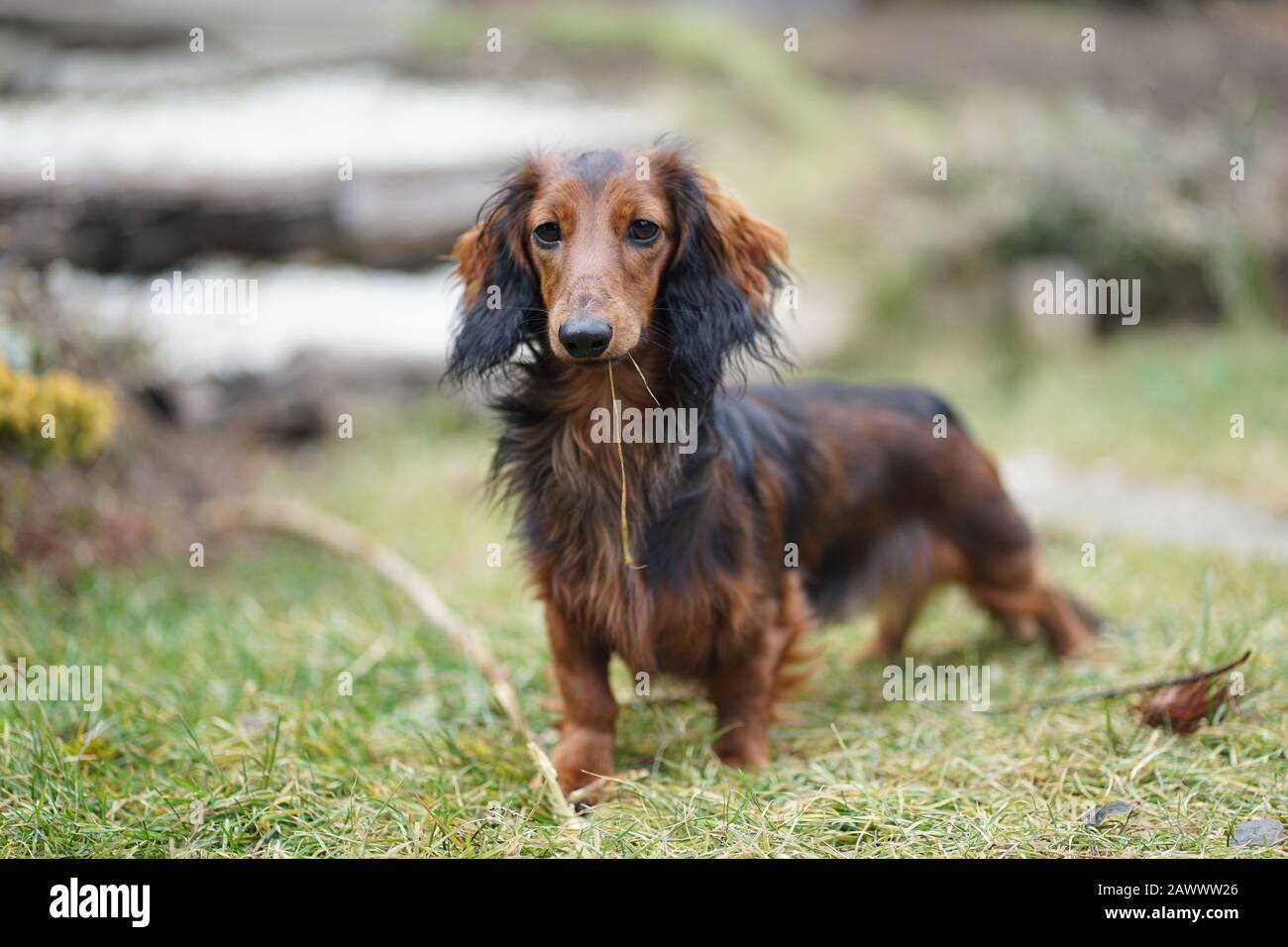 Cute small brown dog Cocker Spaniel Stock Photo - Alamy