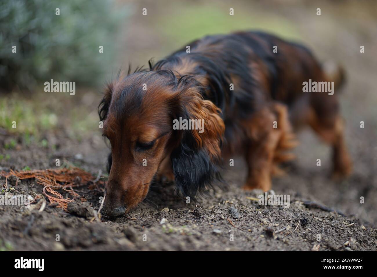 Cute small brown dog Cocker Spaniel Stock Photo - Alamy