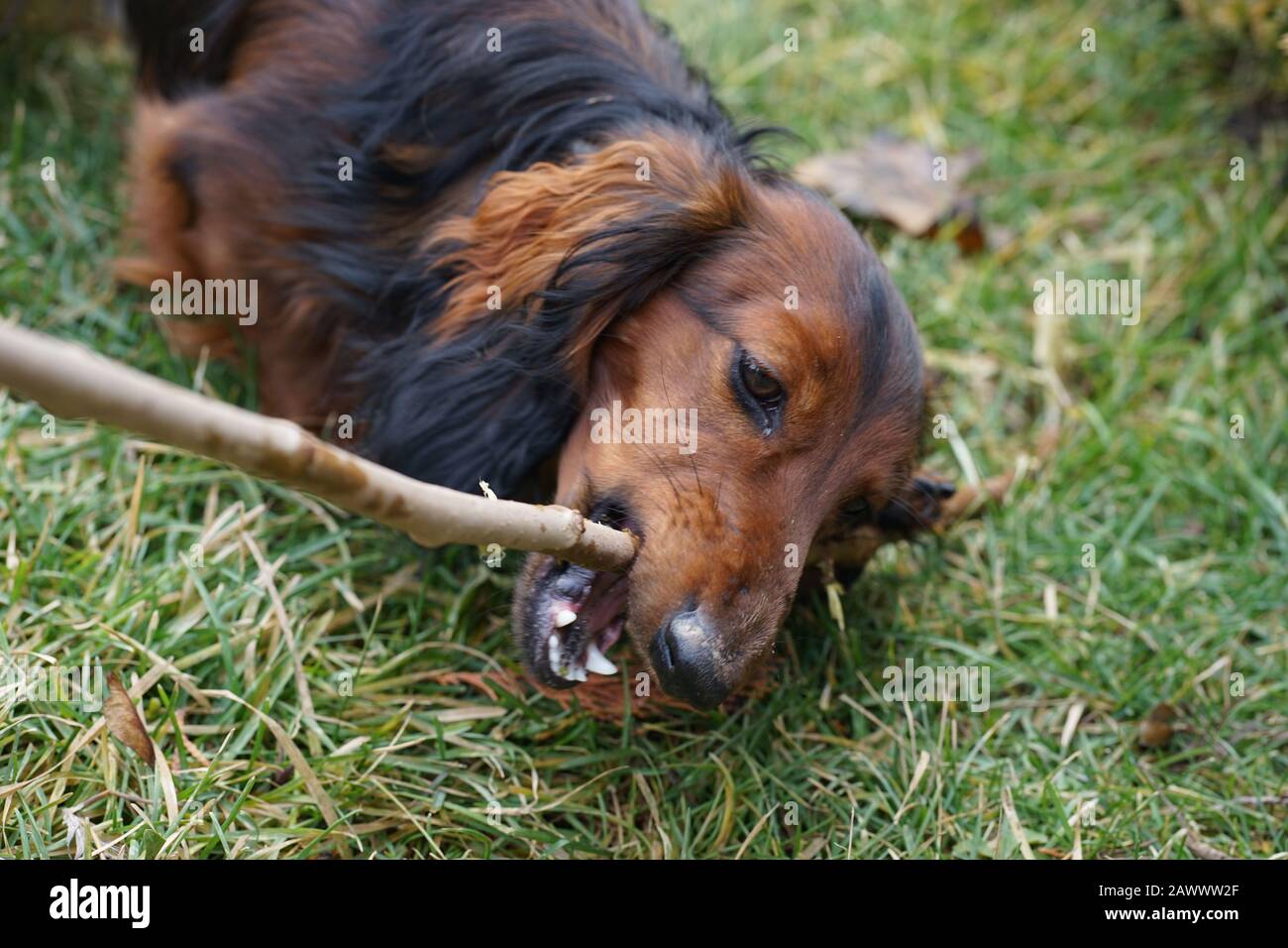 Cute small brown dog Cocker Spaniel Stock Photo - Alamy