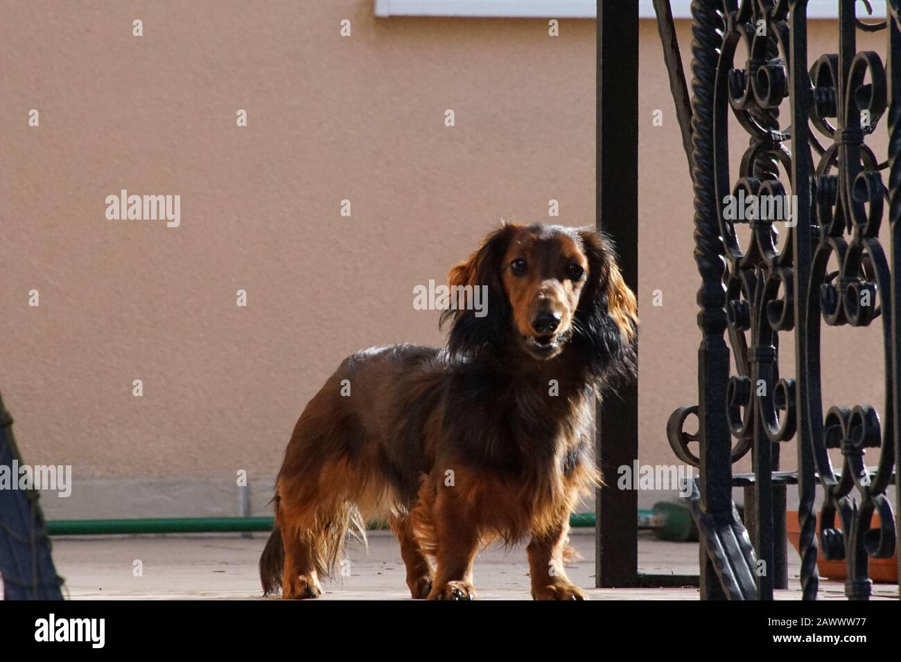 Cute small brown dog Cocker Spaniel Stock Photo - Alamy