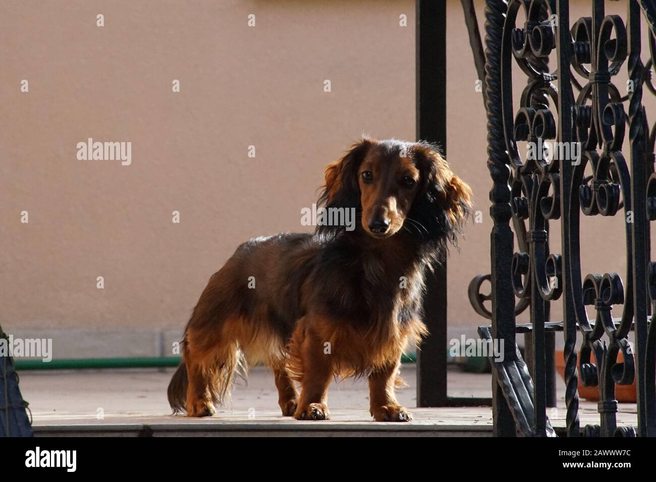 Cute small brown dog Cocker Spaniel Stock Photo - Alamy