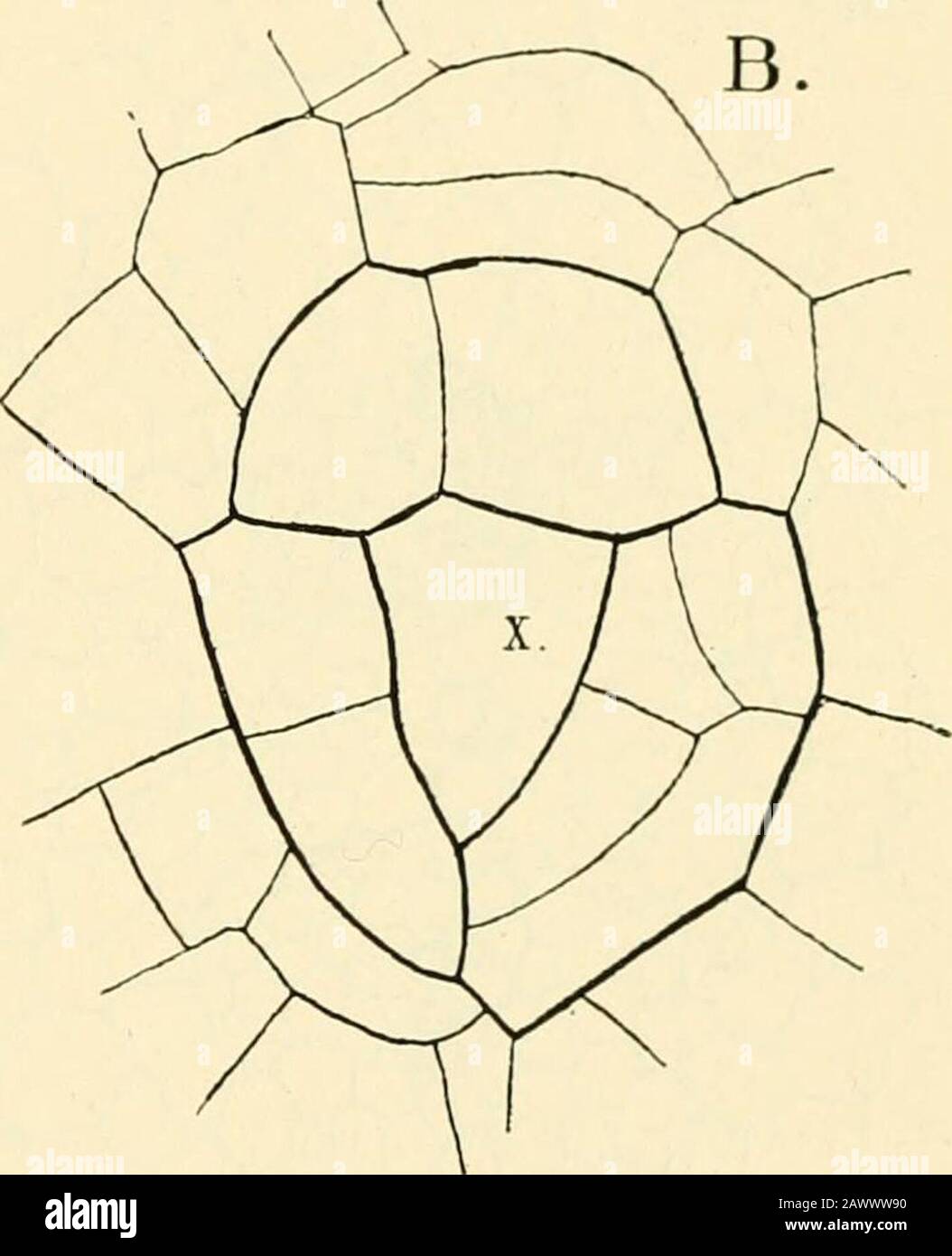 Root apex hi-res stock photography and images - Alamy