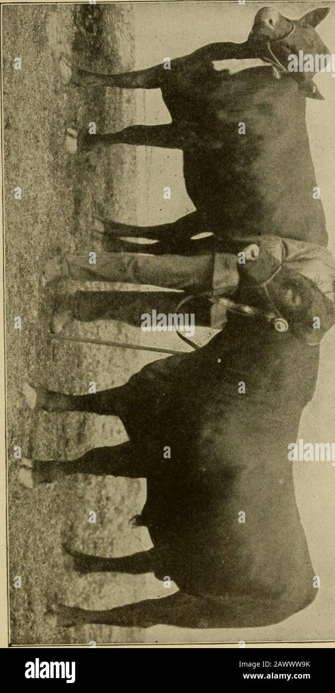 Live stock : a cyclopedia for the farmer and stock owner including the ...