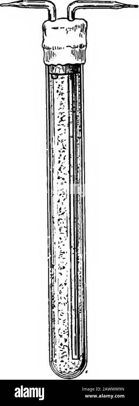 Essentials of bacteriology; being a concise and systematic introduction ...