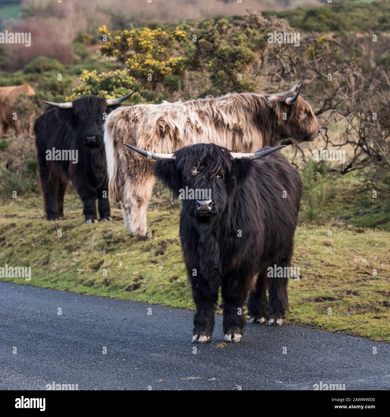 Highland Cattle wandering on a road on Goonzion Downs in Cornwall Stock ...