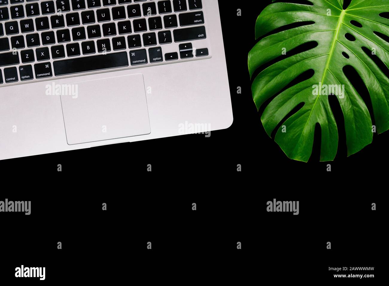 Workspace layout with laptop and tropical Monstera leaf. Computer for ...