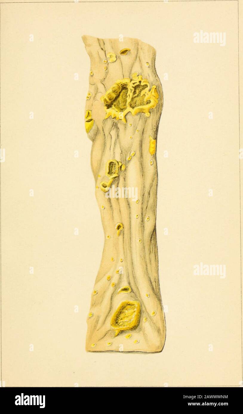 Hog cholera: its history, nature and treatment, as determined by the ...