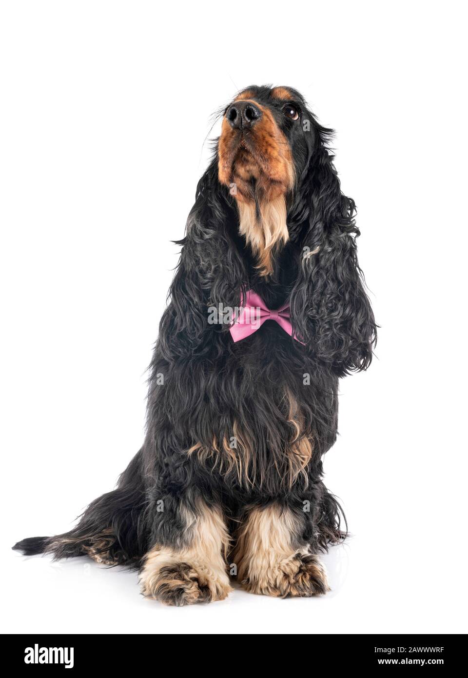 cocker spaniel in front of white background Stock Photo - Alamy