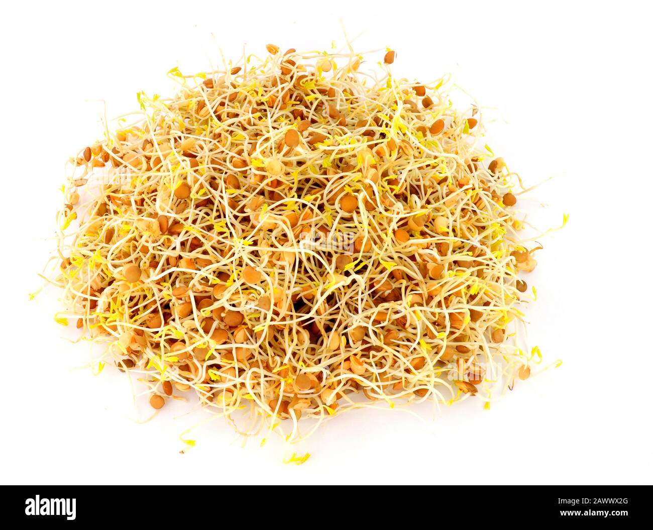 Four day old sprouting lentils for use in salads and stir fry meals ...
