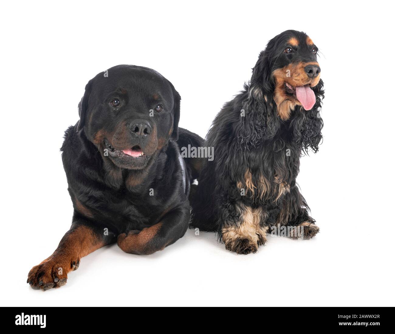 cocker spaniel and rottweiler in front of white background Stock Photo ...