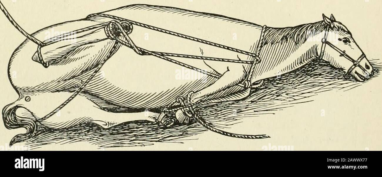 Horse pasterns hi-res stock photography and images - Alamy