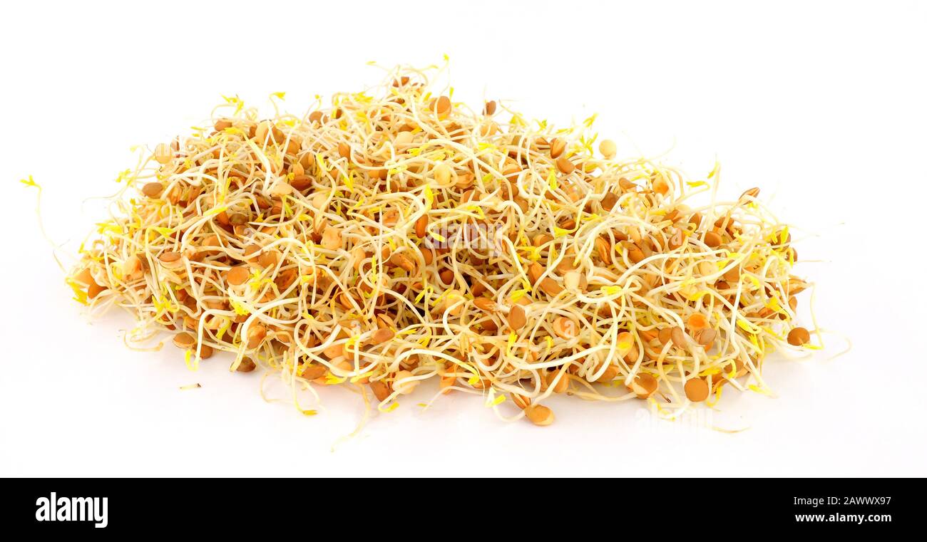 Four day old sprouting lentils for use in salads and stir fry meals ...