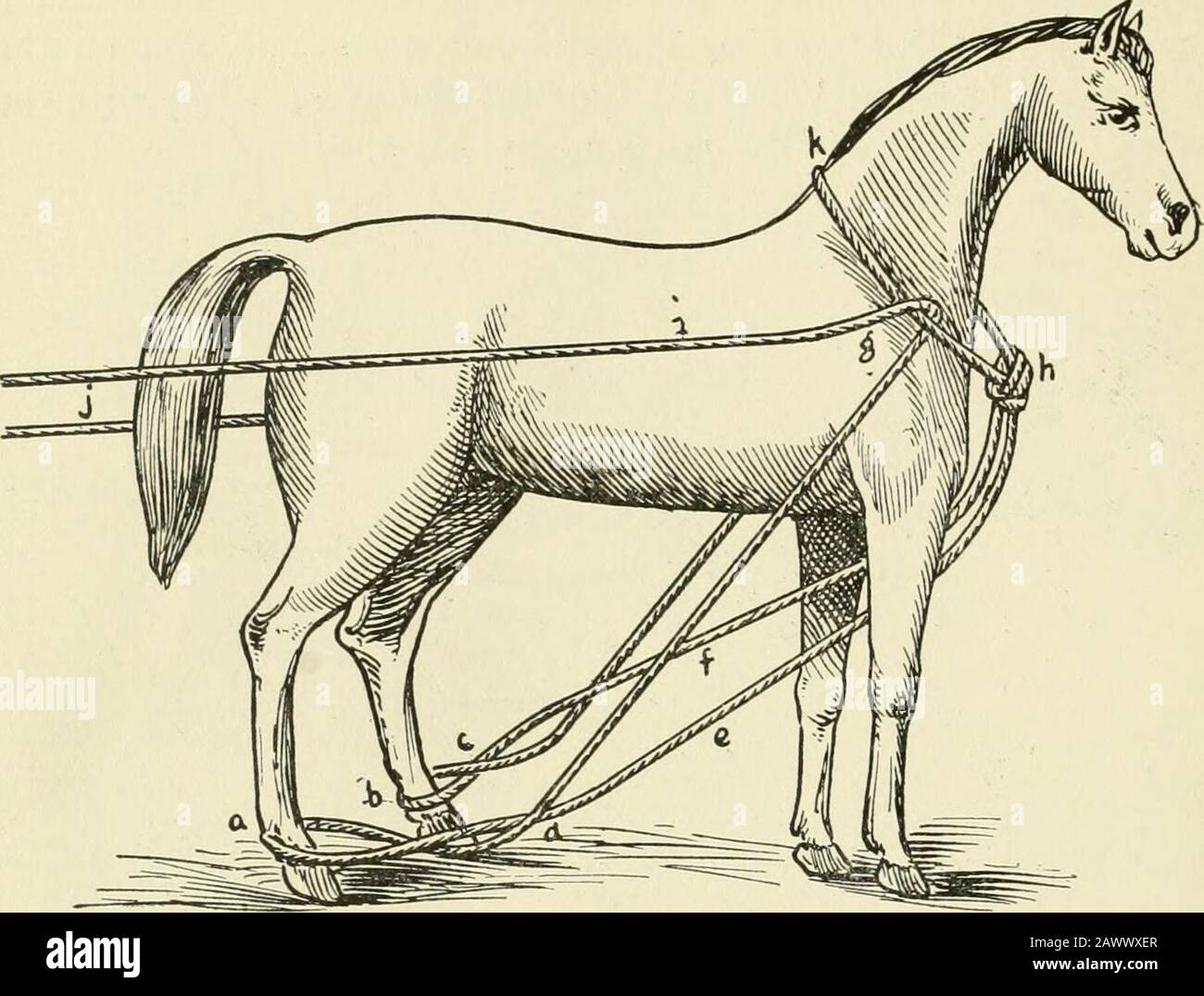 Restraint of domestic animals; a book for the use of students and ...