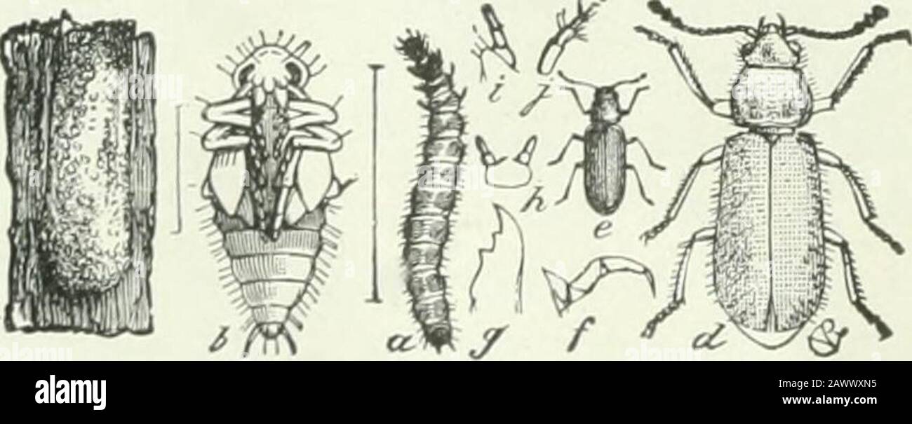 Boringinsects hi-res stock photography and images - Alamy