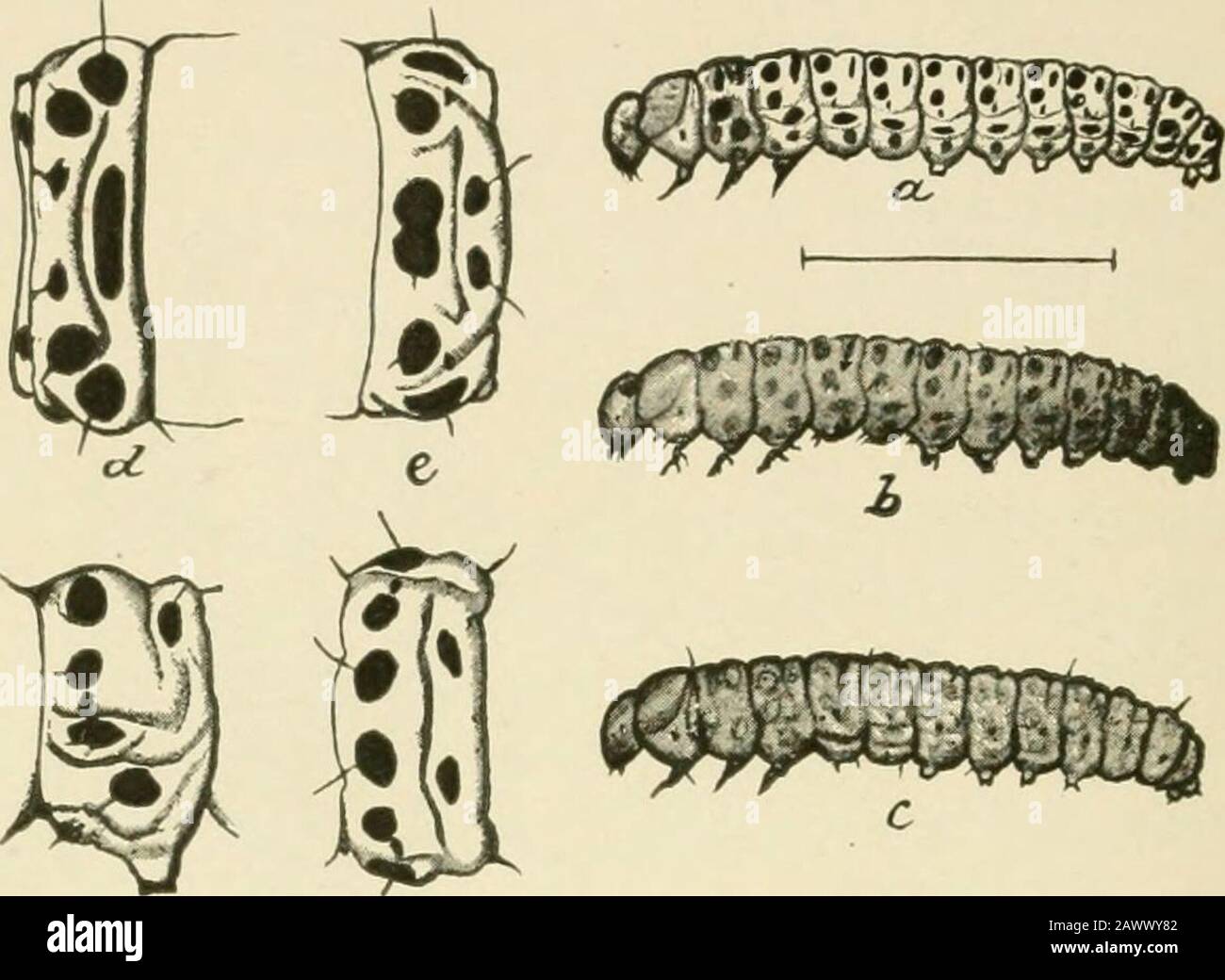 Stalk borer larva hi-res stock photography and images - Alamy