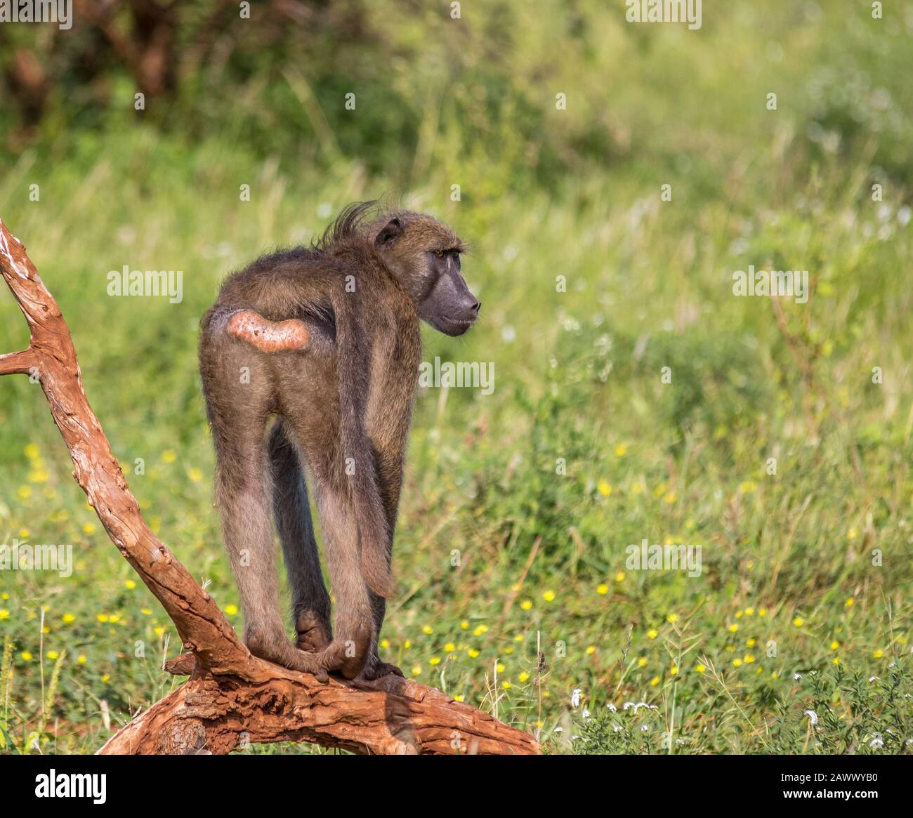 Rear view of a chacma baboon standing with its behind towards the ...