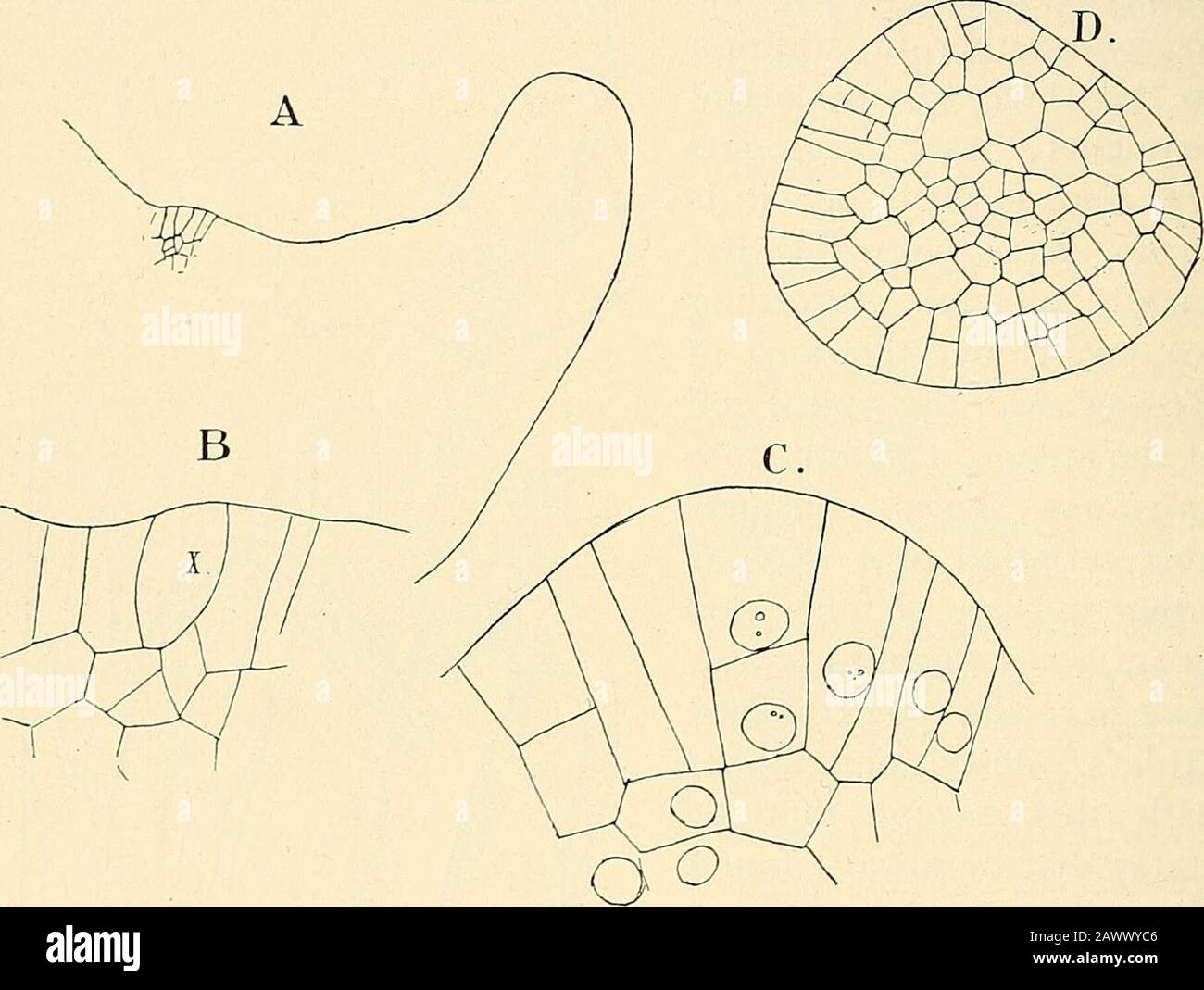Transverse section of a leaf hi-res stock photography and images - Alamy