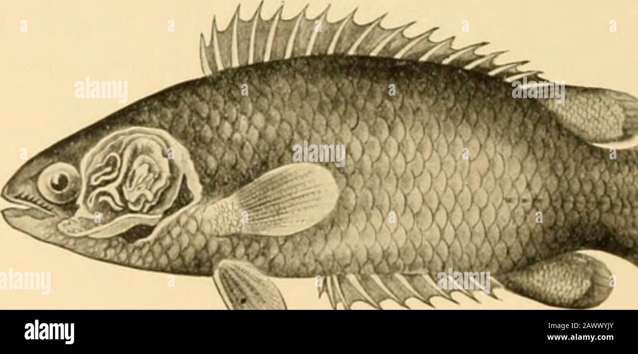 Water becomes blood hi-res stock photography and images - Alamy