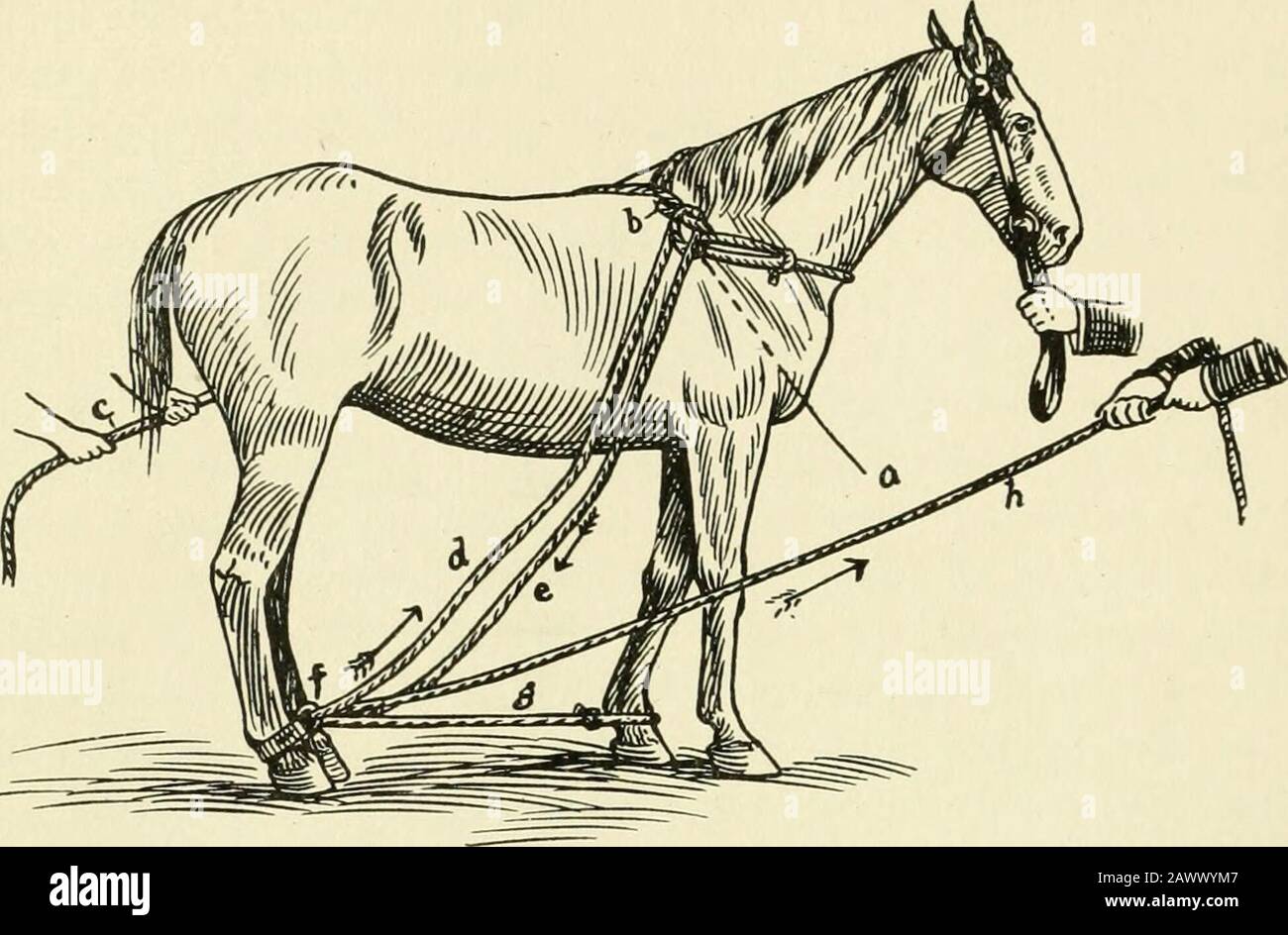 Hobble knot hi-res stock photography and images - Alamy