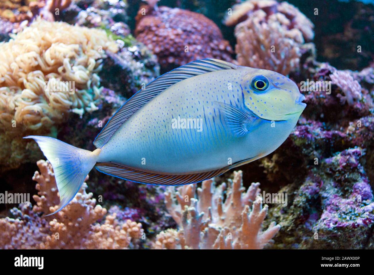 Beautiful exclusive Neso Tangs fish near corals Stock Photo - Alamy