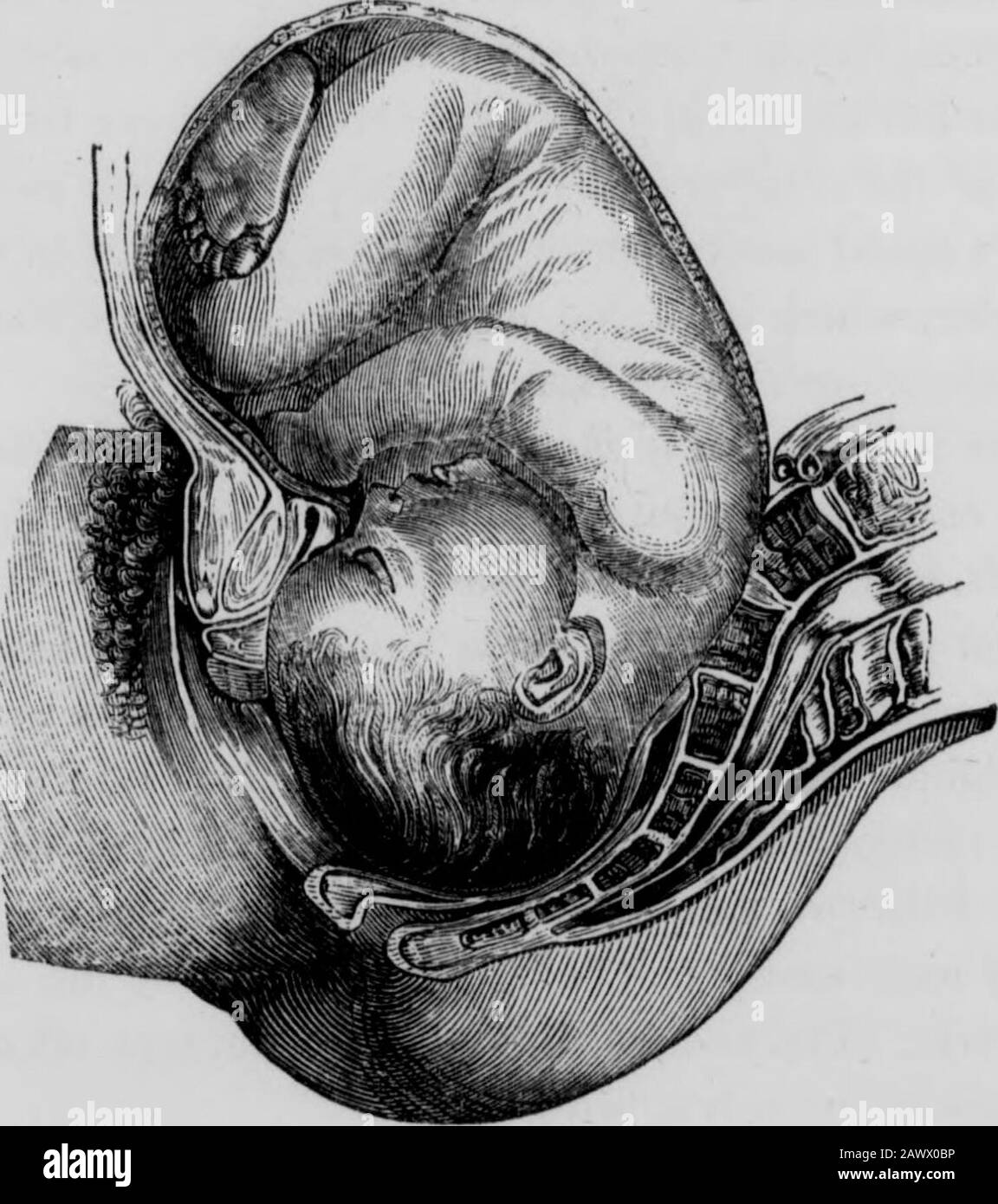 Occipito mental Black and White Stock Photos & Images - Alamy