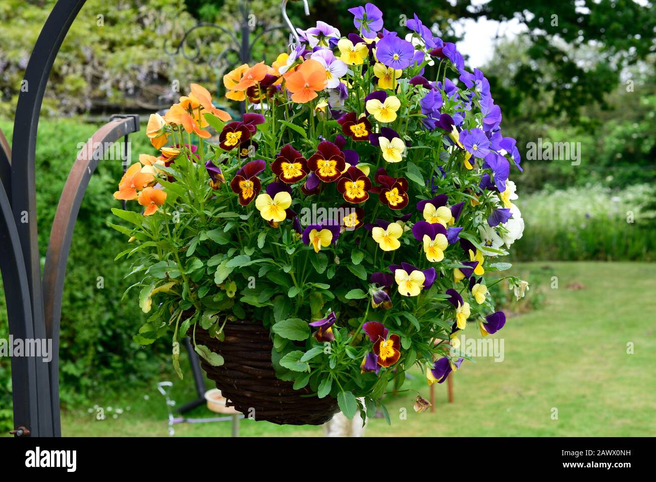 Viola hanging basket hi-res stock photography and images - Alamy