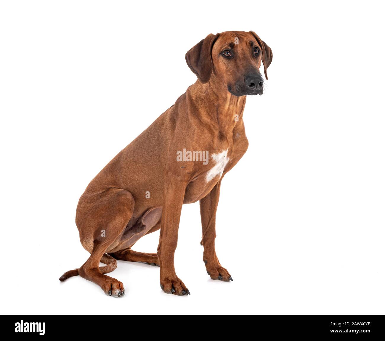 Rhodesian Ridgeback in front of white background Stock Photo - Alamy
