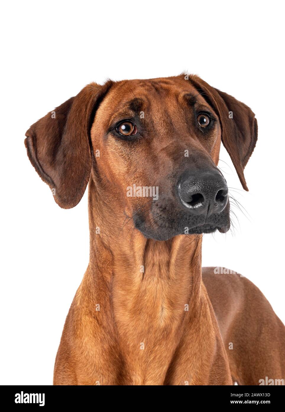 Rhodesian Ridgeback in front of white background Stock Photo - Alamy