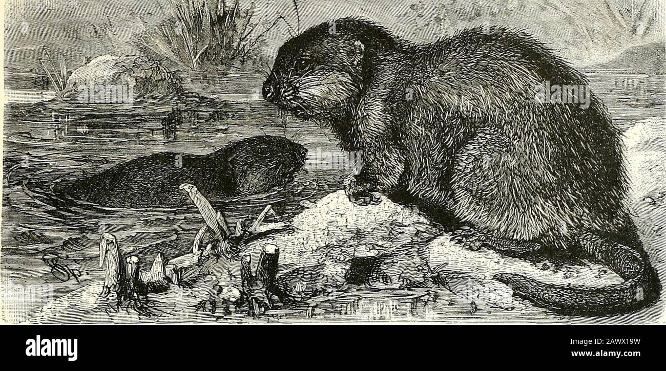 All about animalsFacts, stories and anecdotes . BEAVERS CONSTRUCTING A ...