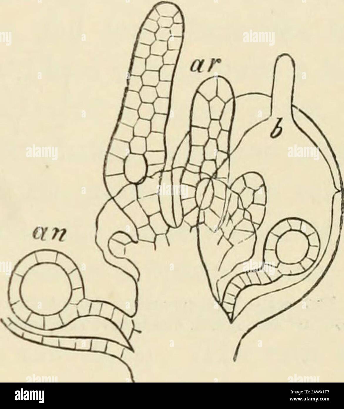 Apical cell hi-res stock photography and images - Alamy