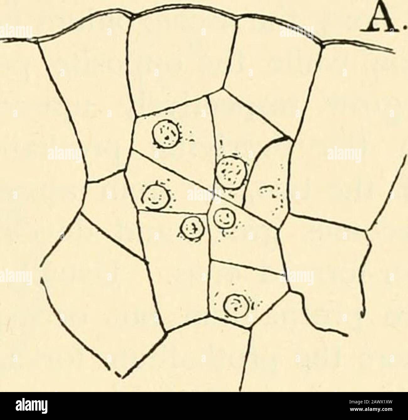The structure & development of the mosses and ferns (Archegoniatae ...