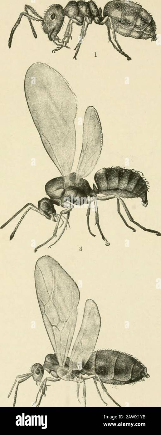 Insect pests of farm, garden and orchard . Fig. 122.—Grass root-louse ...