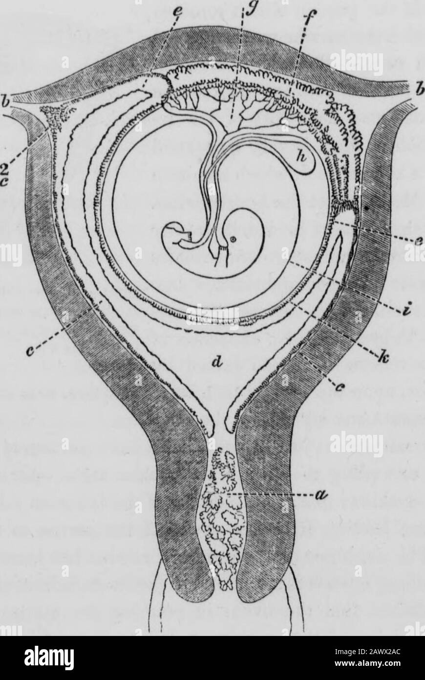 Elements of the principles and practice of midwifery . rus, instead ...