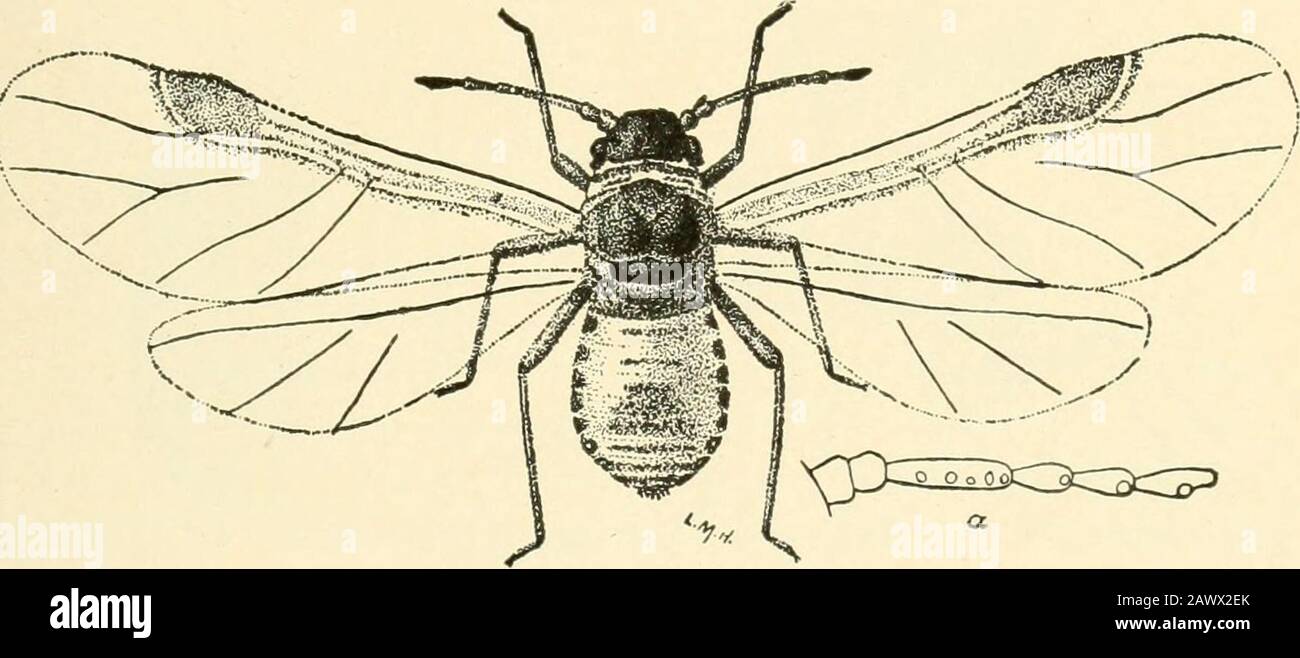 Insect pests of farm, garden and orchard . his 7naidi-radicis Forhes ...