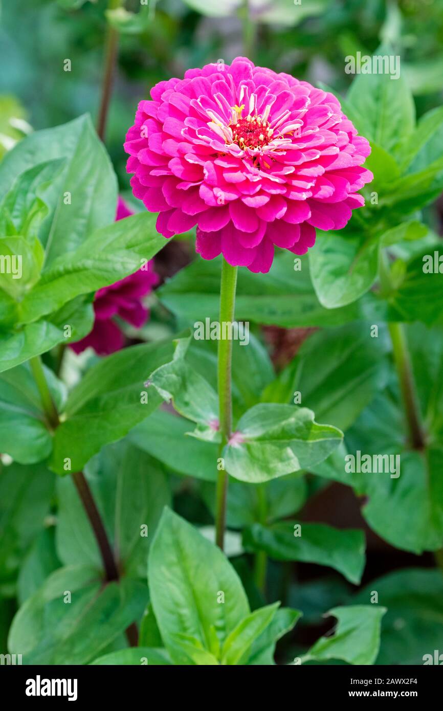 Zinnia Elegans 'Benary's Giant Wine' single double burgundy flower head ...