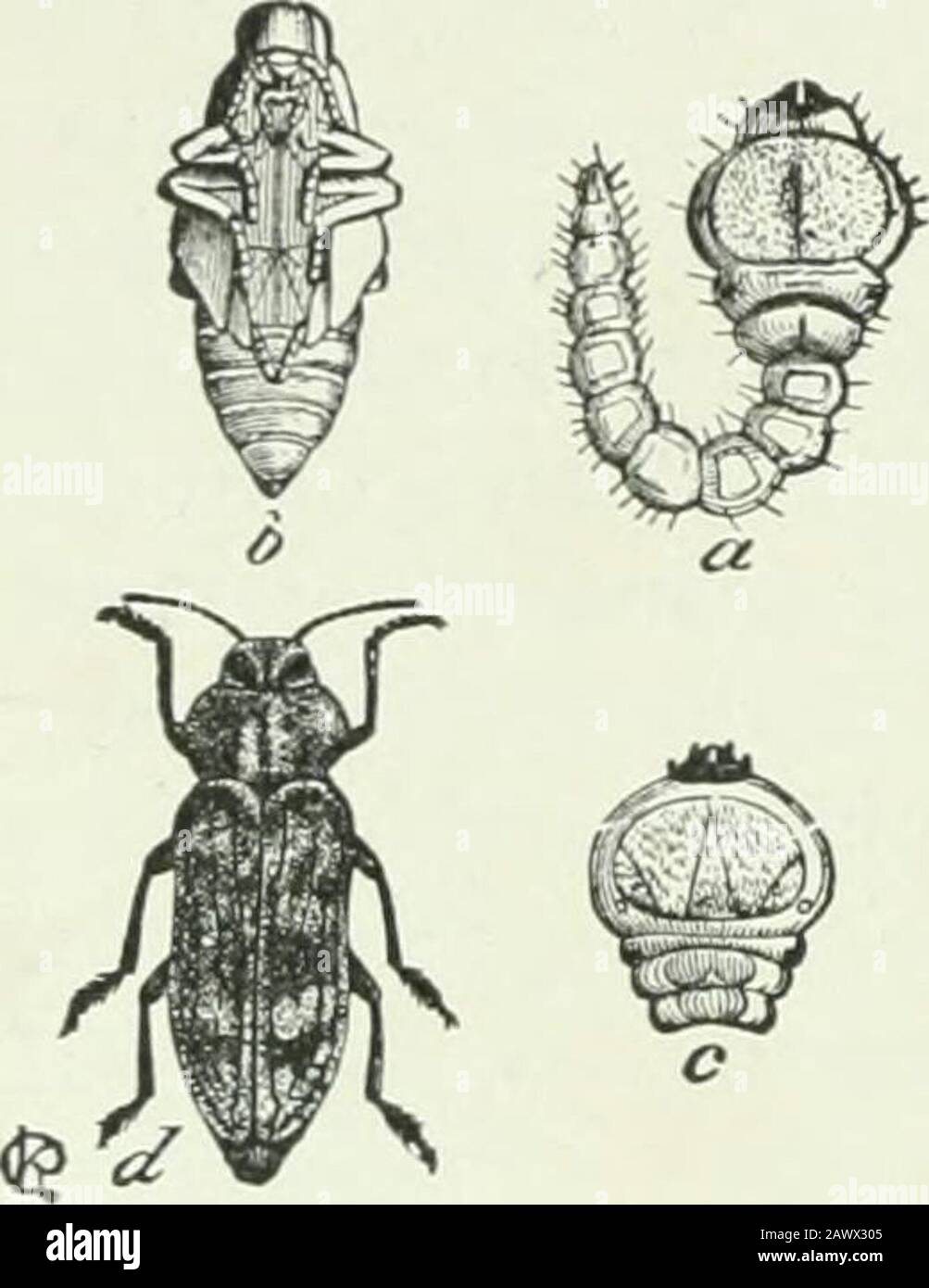 Apple Borer High Resolution Stock Photography and Images - Alamy