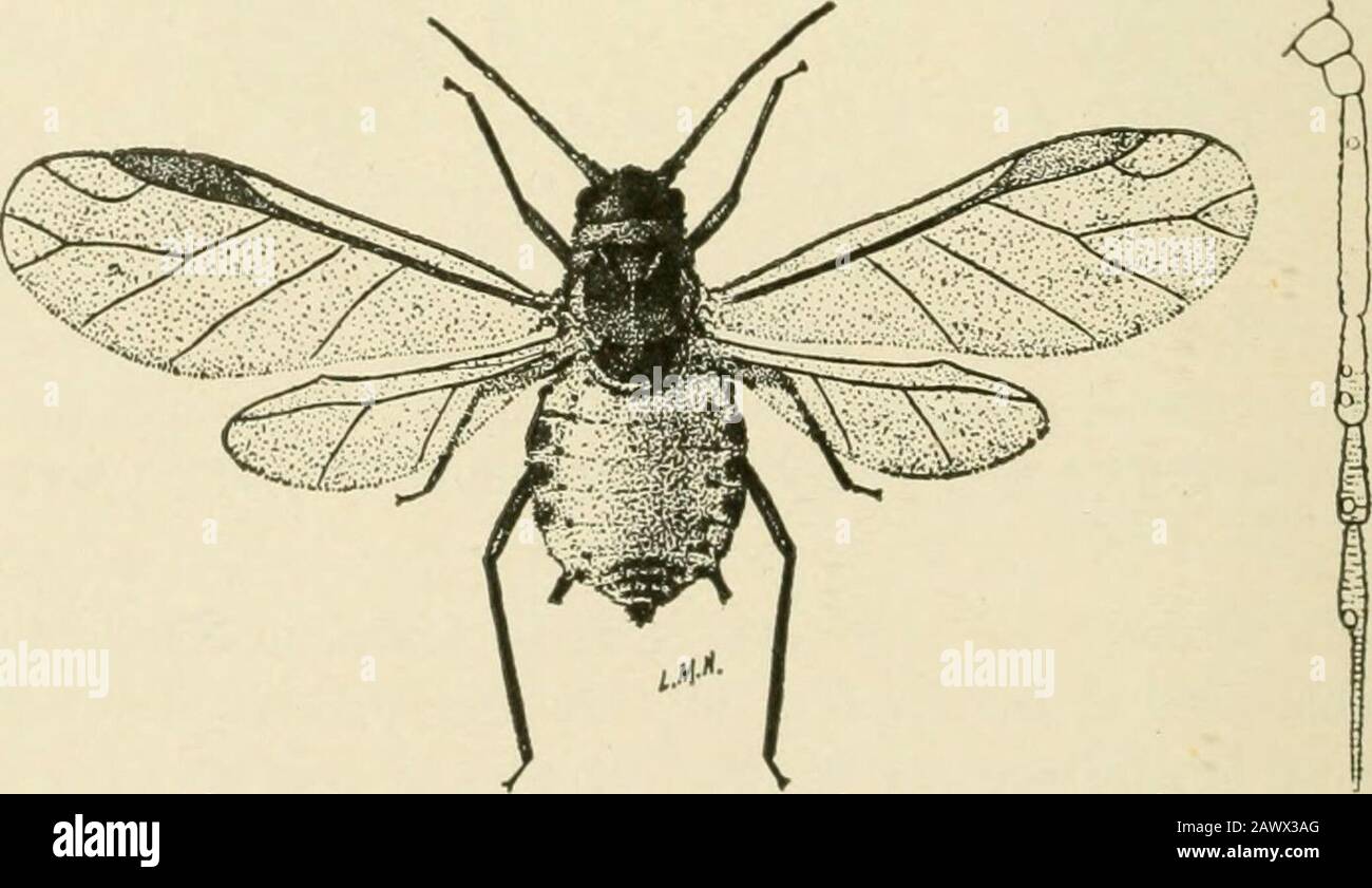 Insect pests of farm, garden and orchard . 4 6 Fig. 121.—^The com-root ...