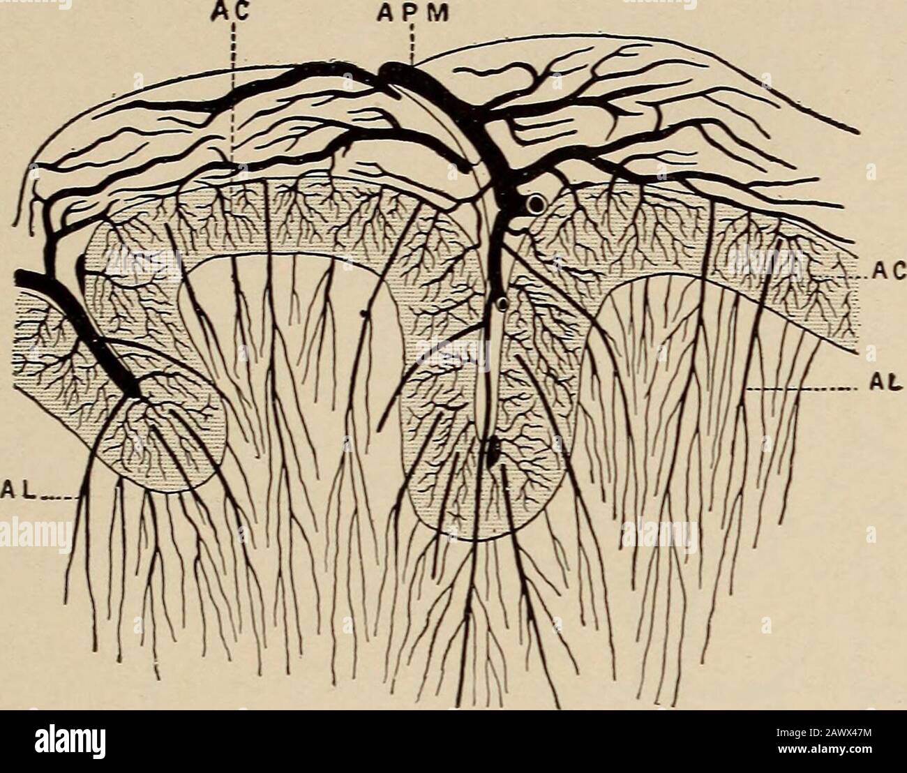 Right creases hi-res stock photography and images - Alamy