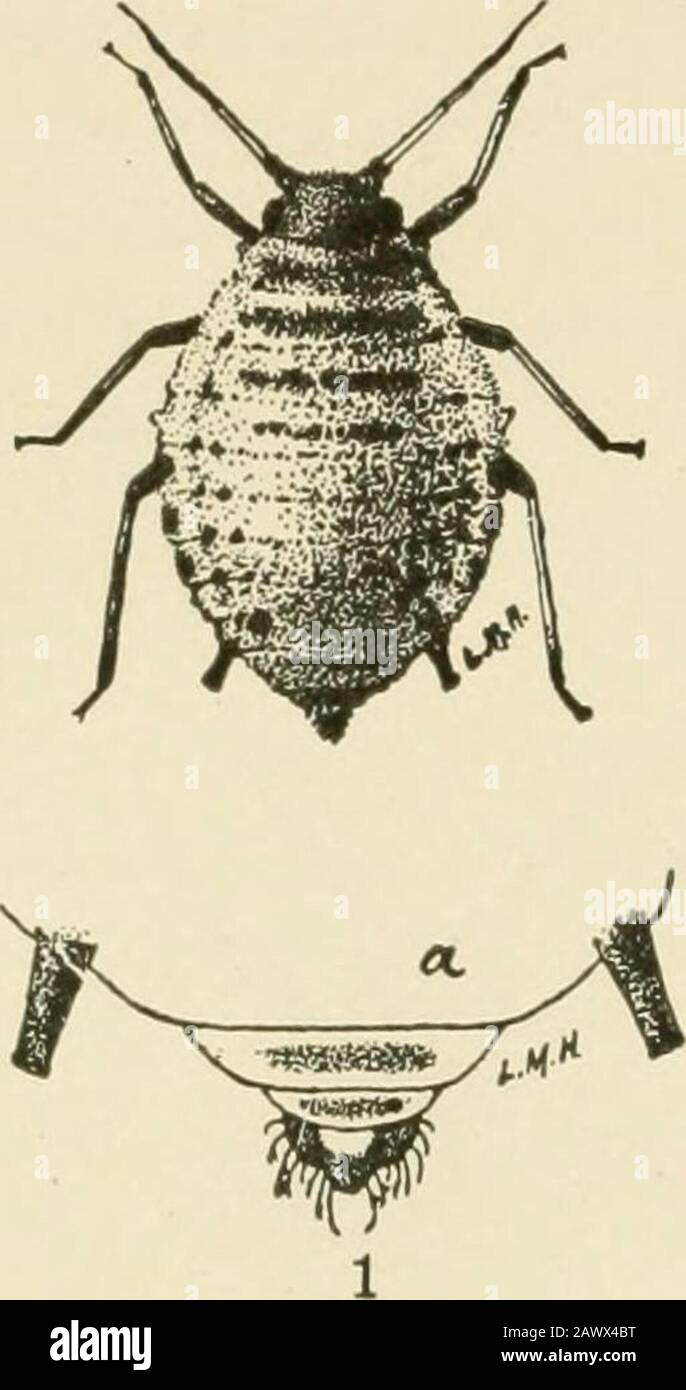 Insect pests of farm, garden and orchard . Fig. 120.—The com root-aphis ...