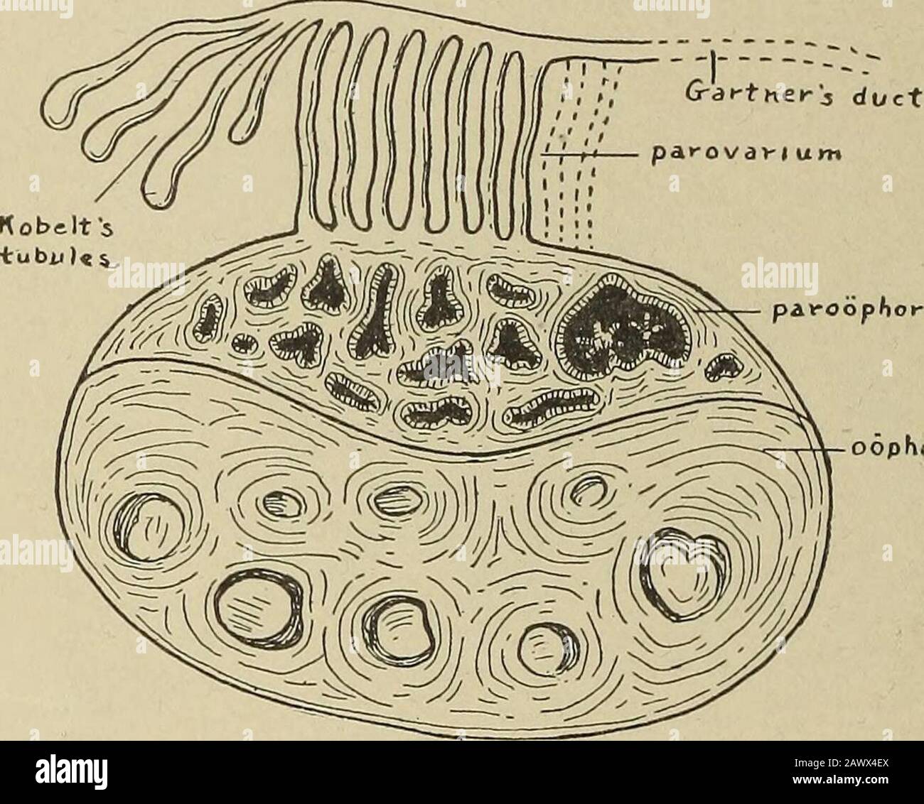 Gynecological diseases hi-res stock photography and images - Alamy