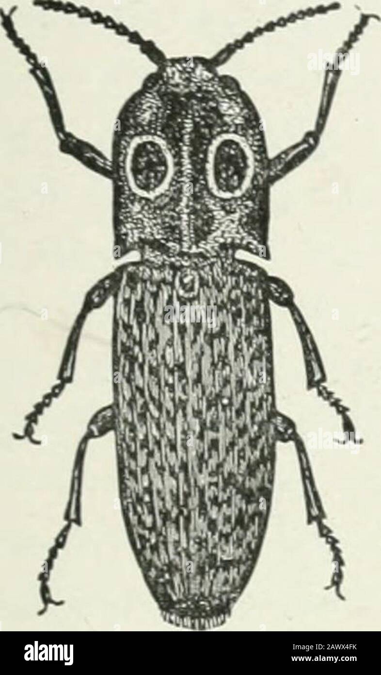 Economic entomology for the farmer and fruit-grower : and for use as a ...