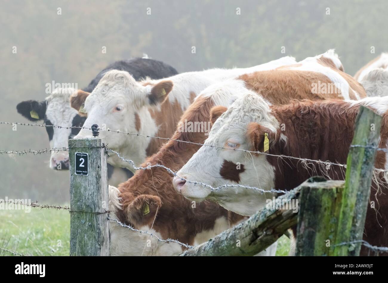 Domestic cattle cows, Fleckvieh, Bos Taurus, on a pasture in the ...