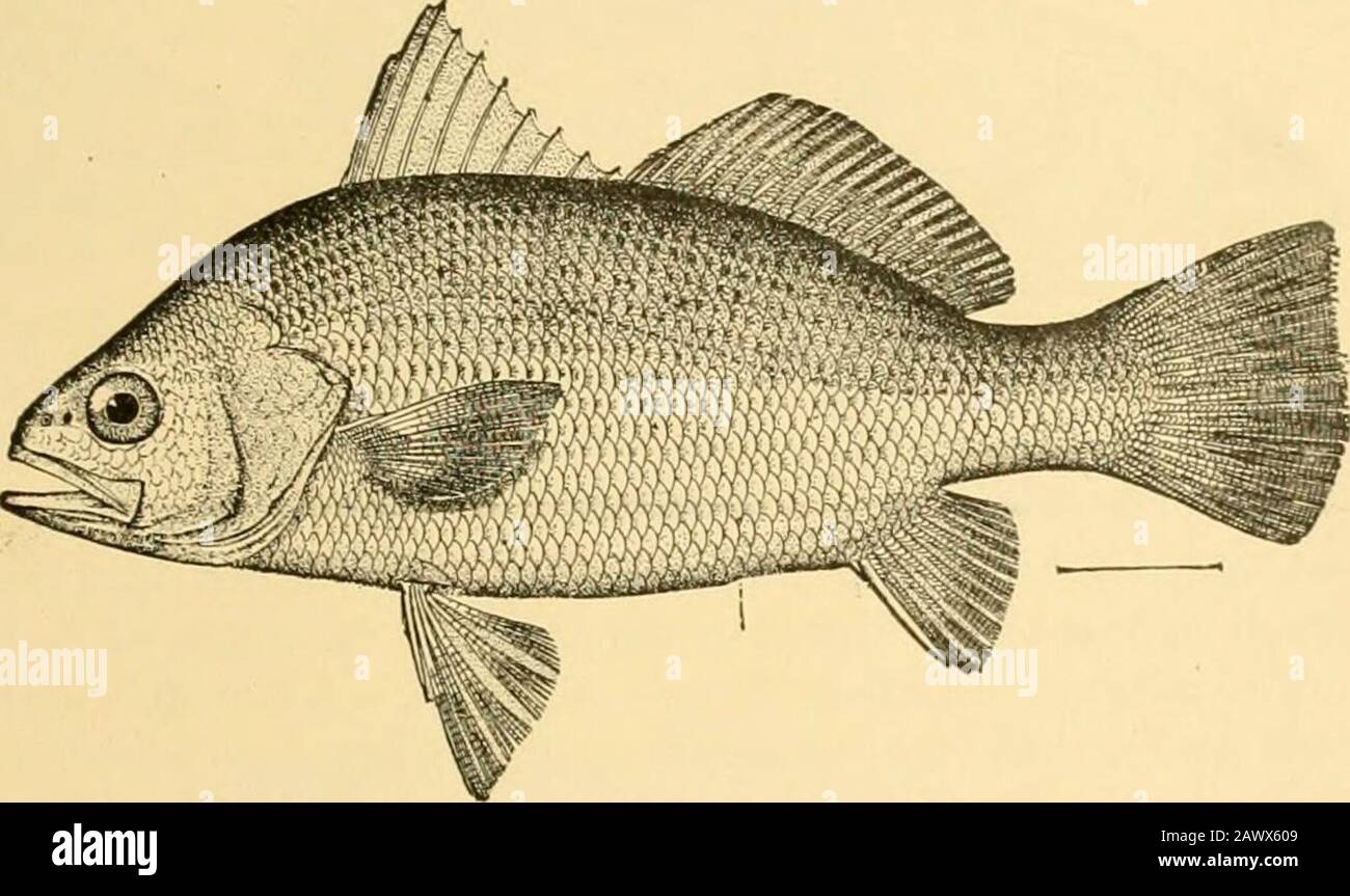 Otoliths hi-res stock photography and images - Alamy