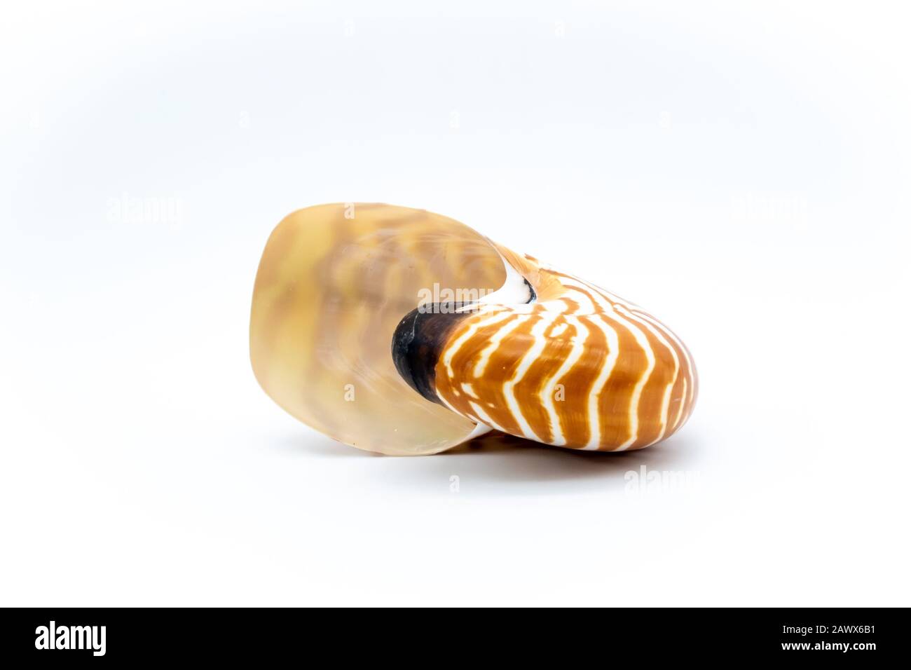 tiger shell nautilus pompilius natural seashell isolated on white ...